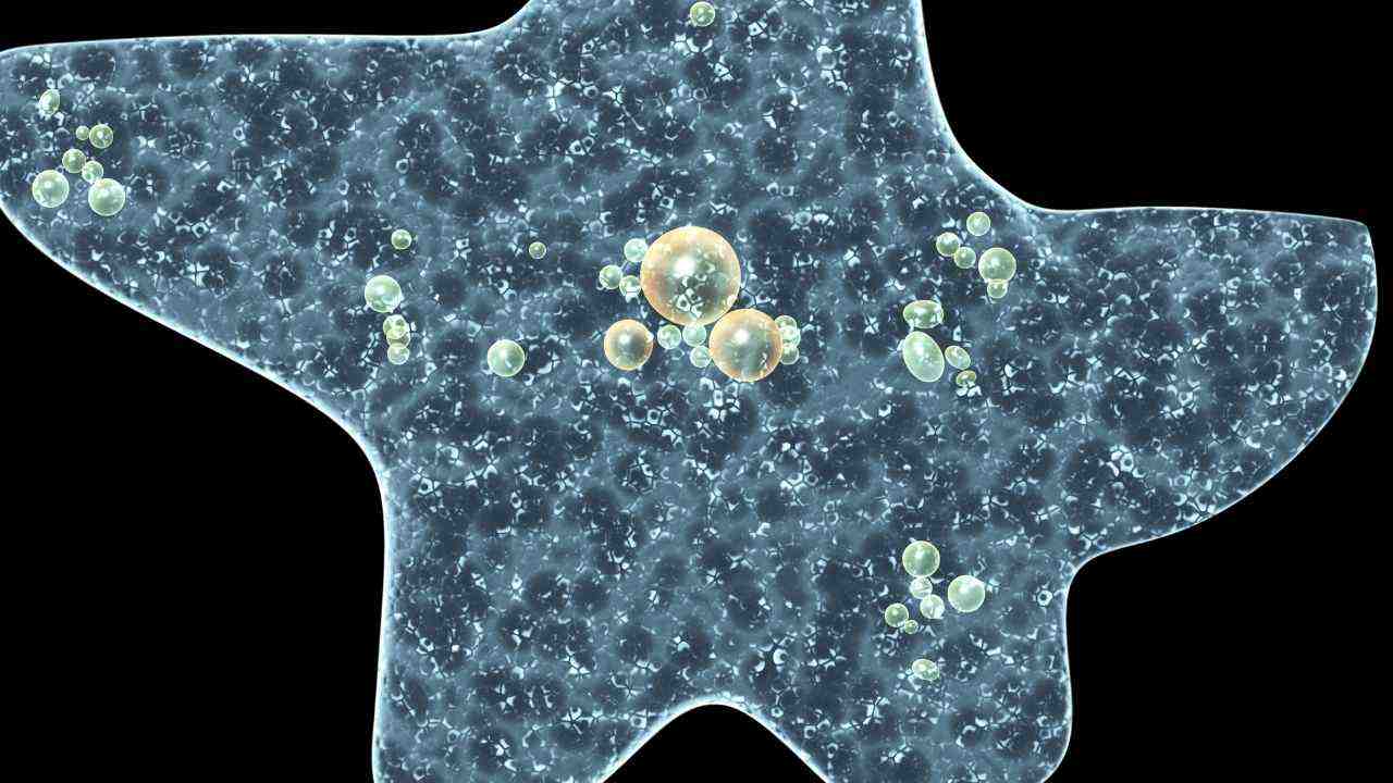 Ameba mangia cervello, timore di molti: cos'è e come si può prendere