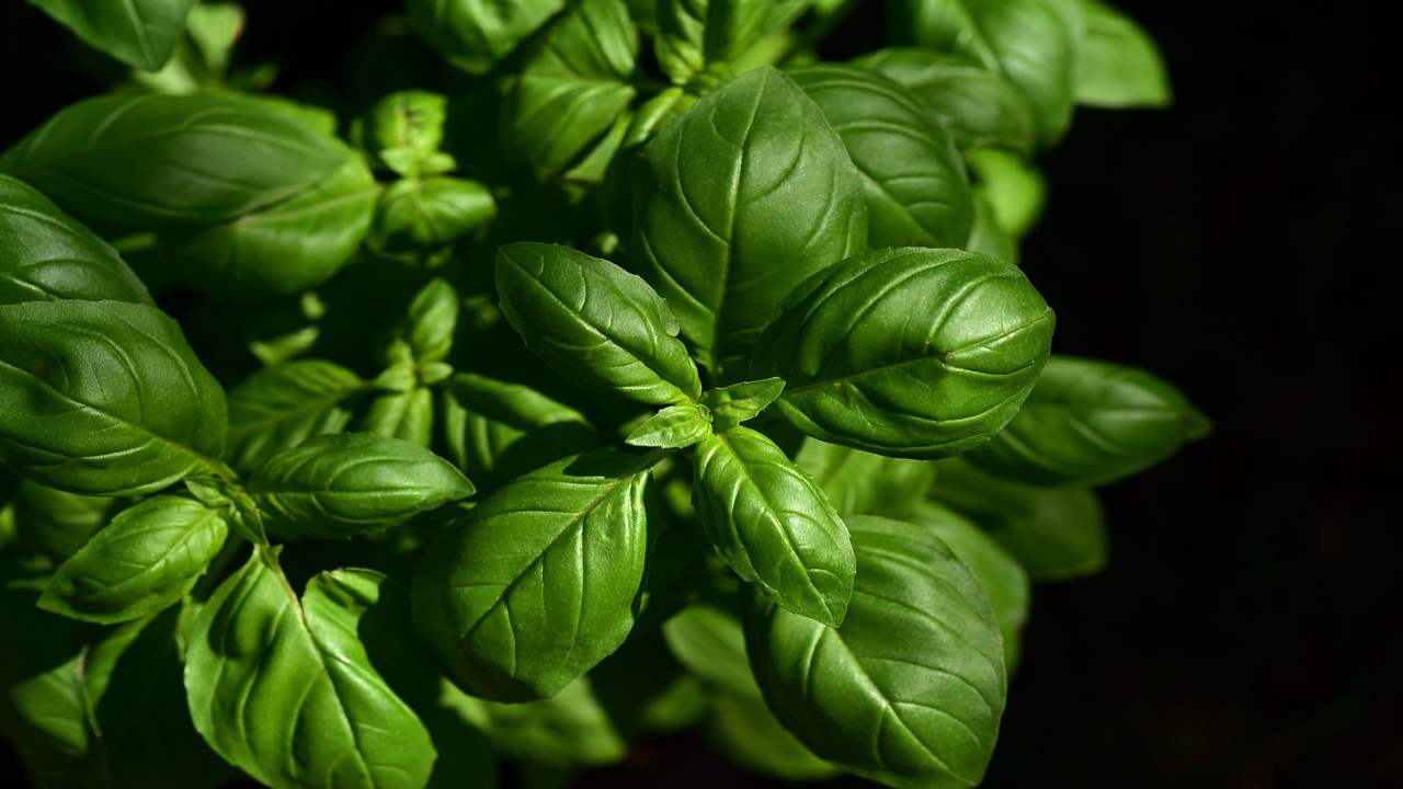 Basilico verde o nero: quale scegliere e perchè