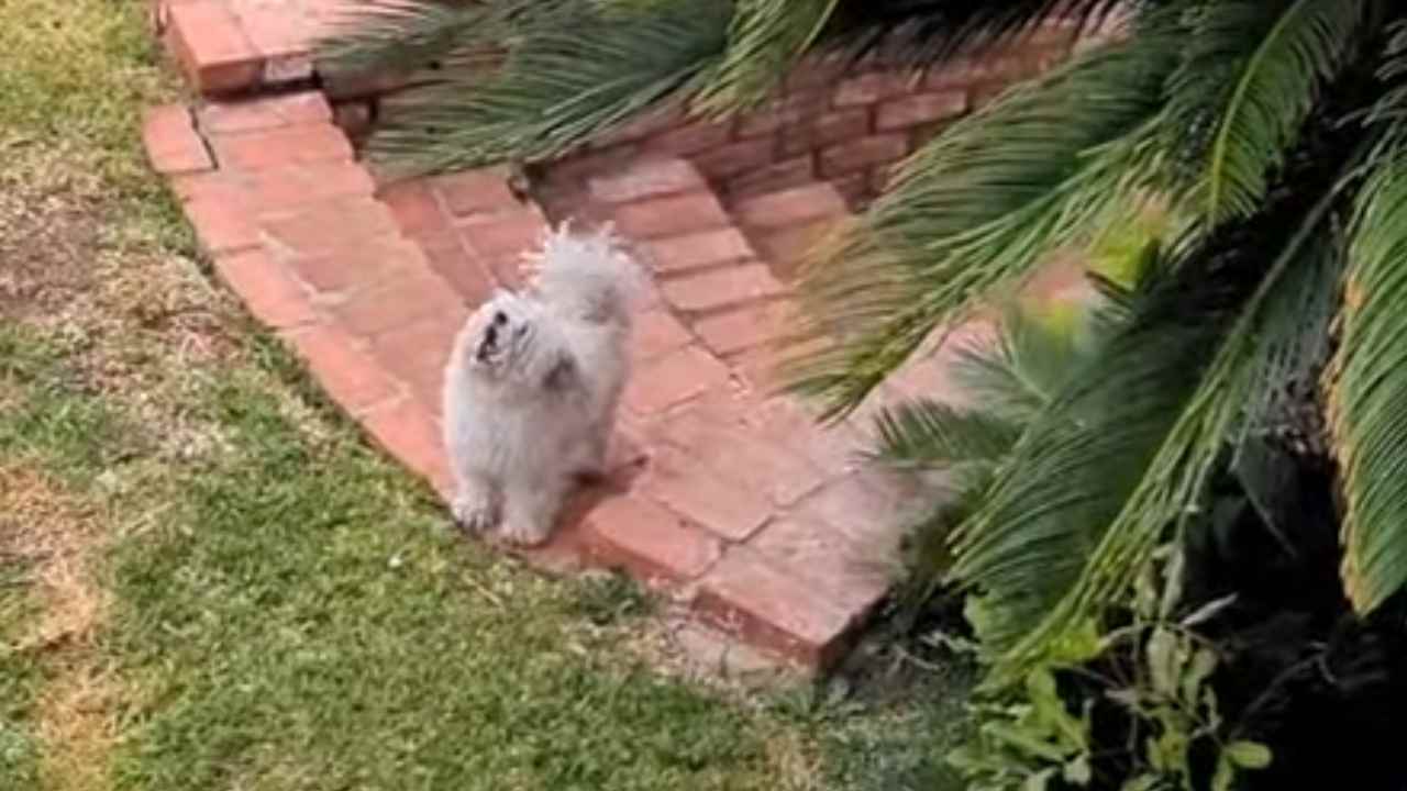 Si perde e non trova più la strada di casa: quello che fa ammalia milioni di utenti - VIDEO