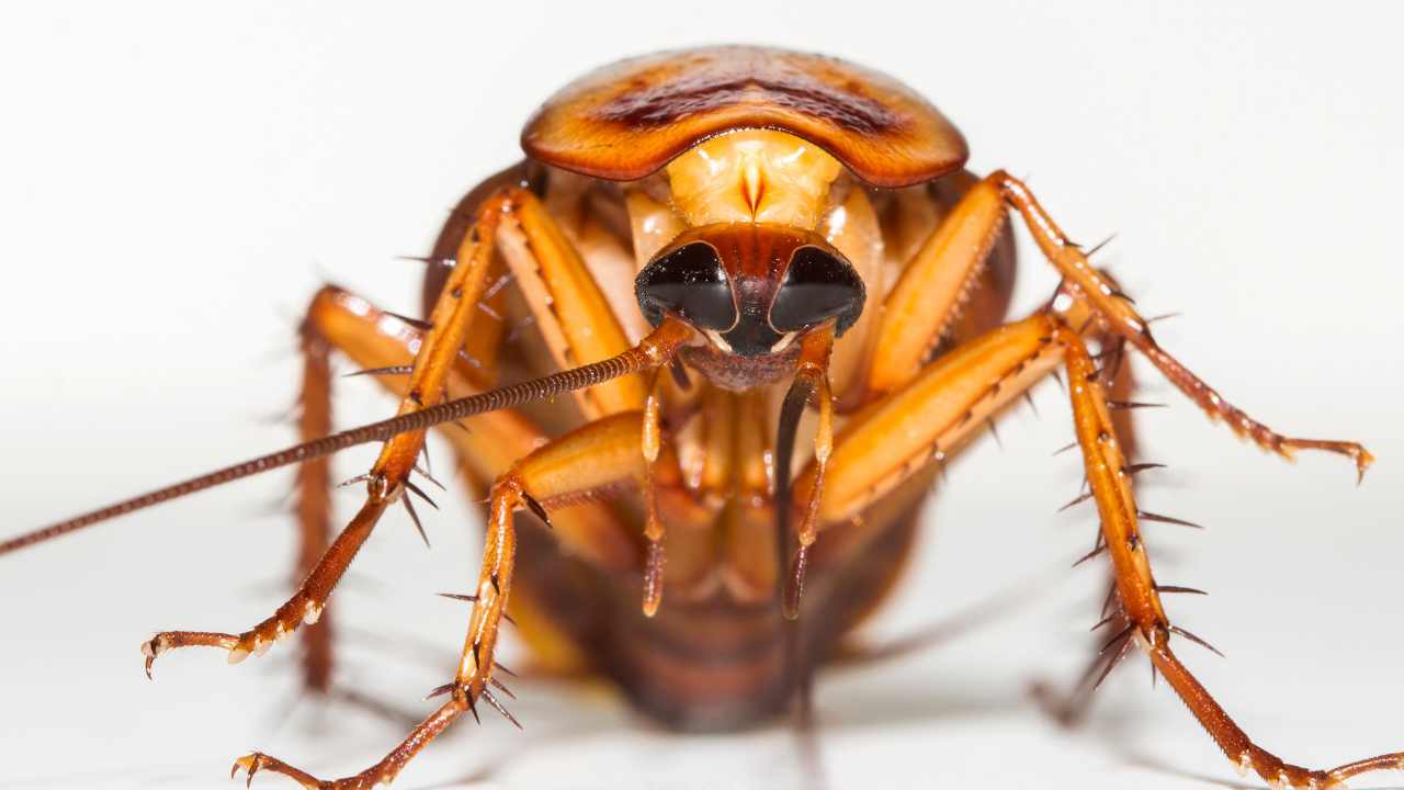 E' la prima blatta geneticamente modificata: importante per più motivi