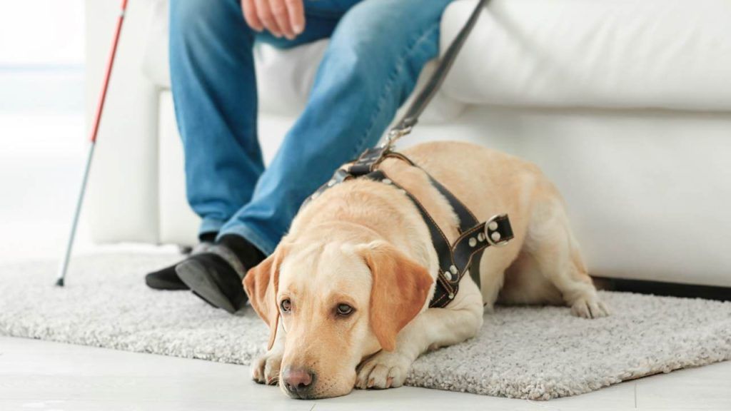 Il cane guida diventa cieco: la storia commovente che ti lascerà senza ...