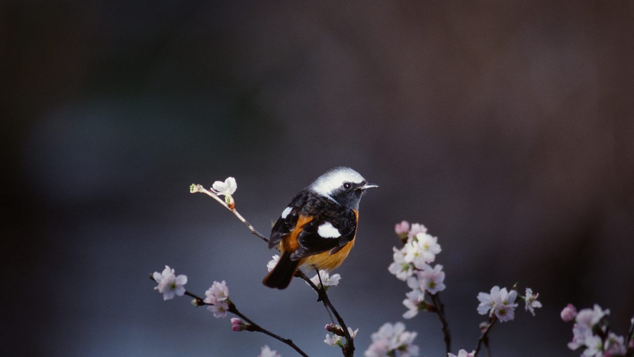 Codirosso: habitat, alimentazione e curiosità sull'uccello passeriforme