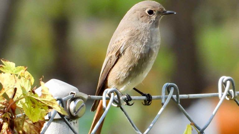 Codirosso: habitat, alimentazione e curiosità sull'uccello passeriforme