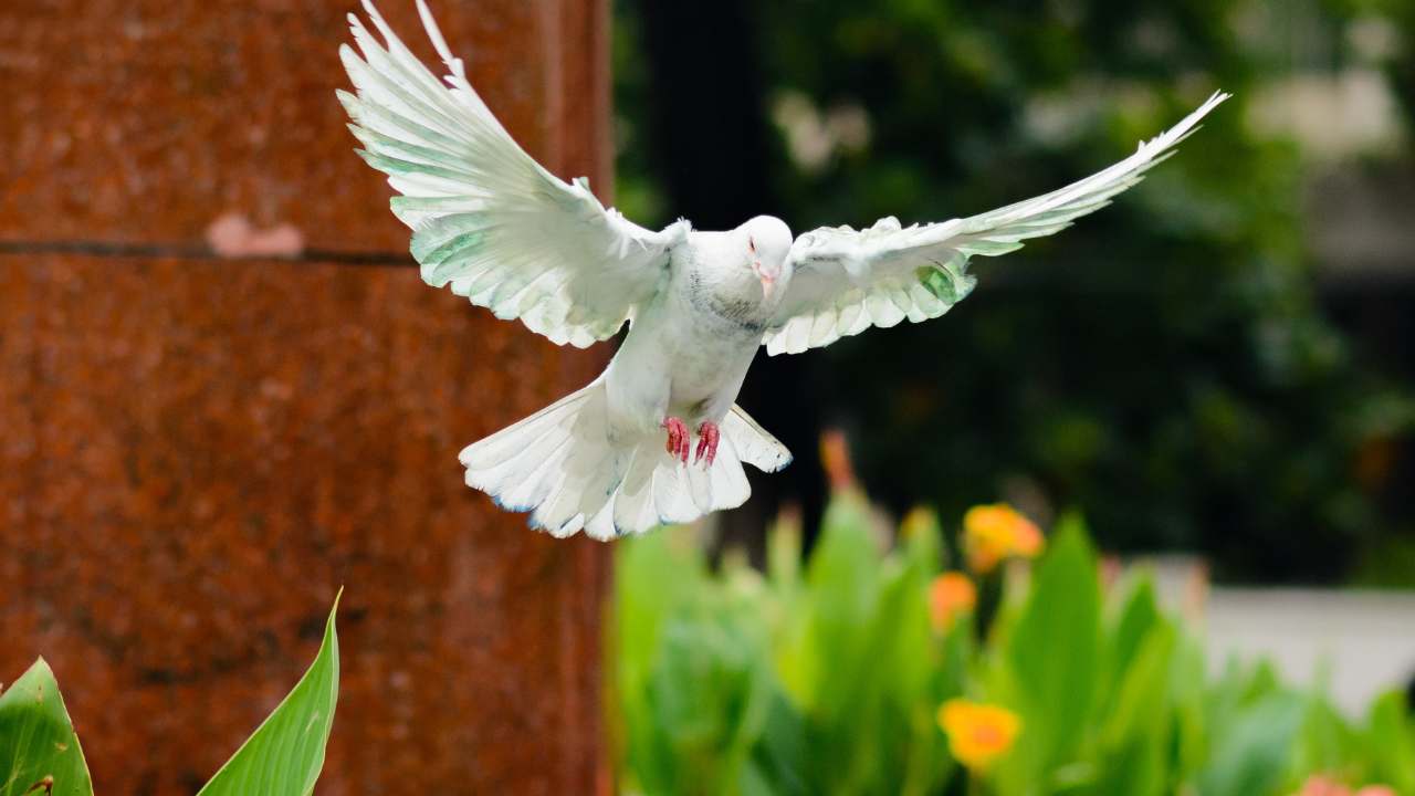 Colomba: habitat, caratteristiche, curiosità e simbolismo