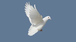 Colomba: habitat, caratteristiche, curiosità e simbolismo
