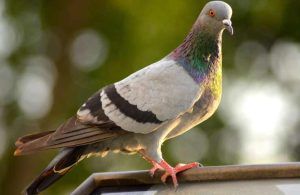 Colomba: habitat, caratteristiche, curiosità e simbolismo