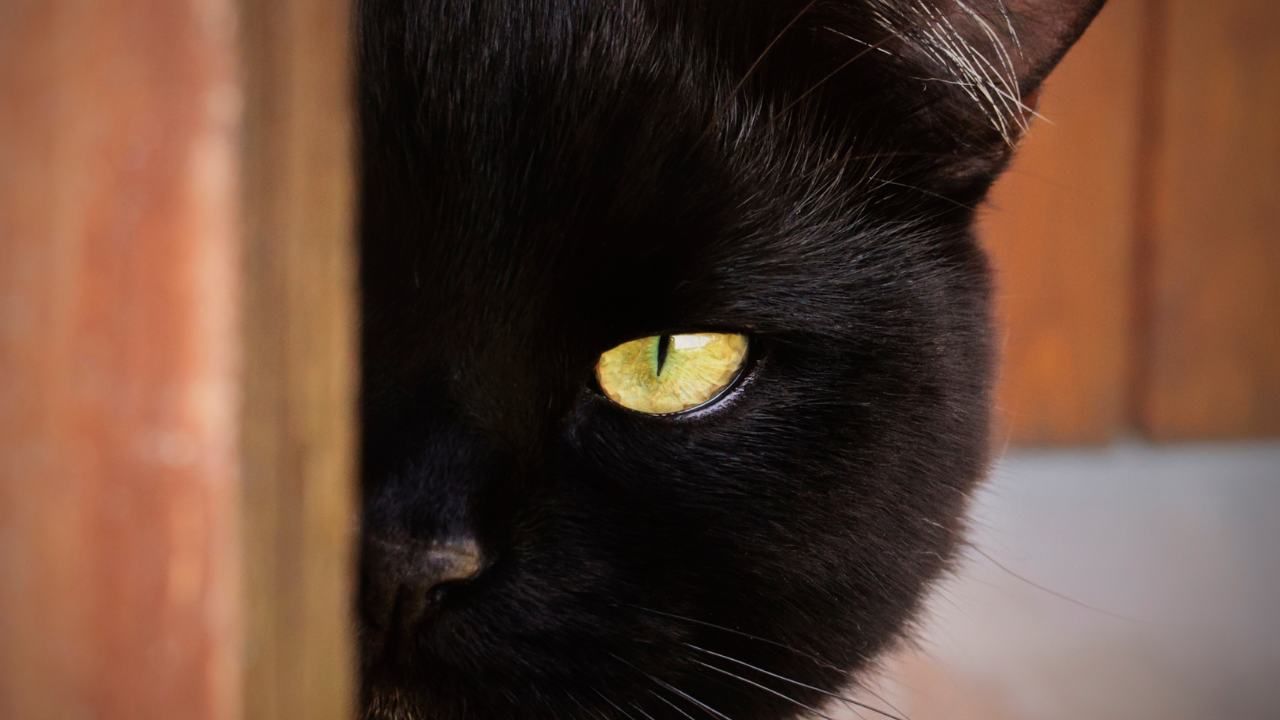 Giornata del gatto nero: tra superstizione e tutela dell'animale