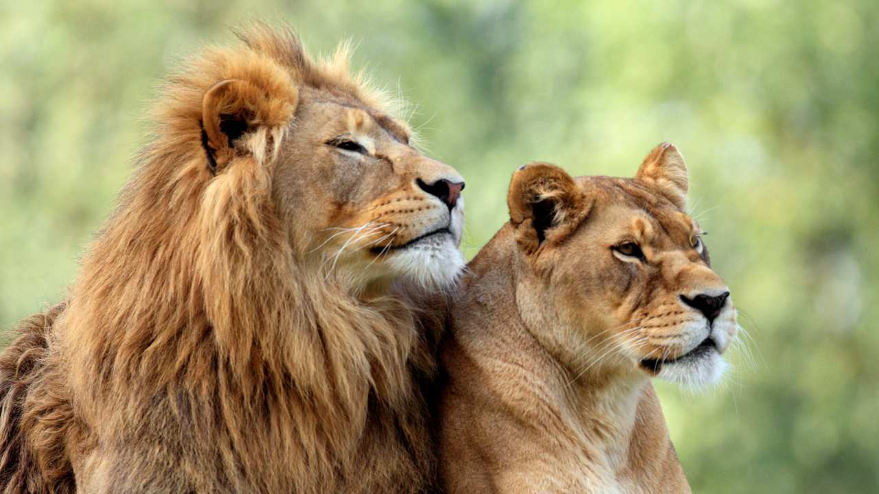 Giornata internazionale del leone: l'iniziativa di Torino