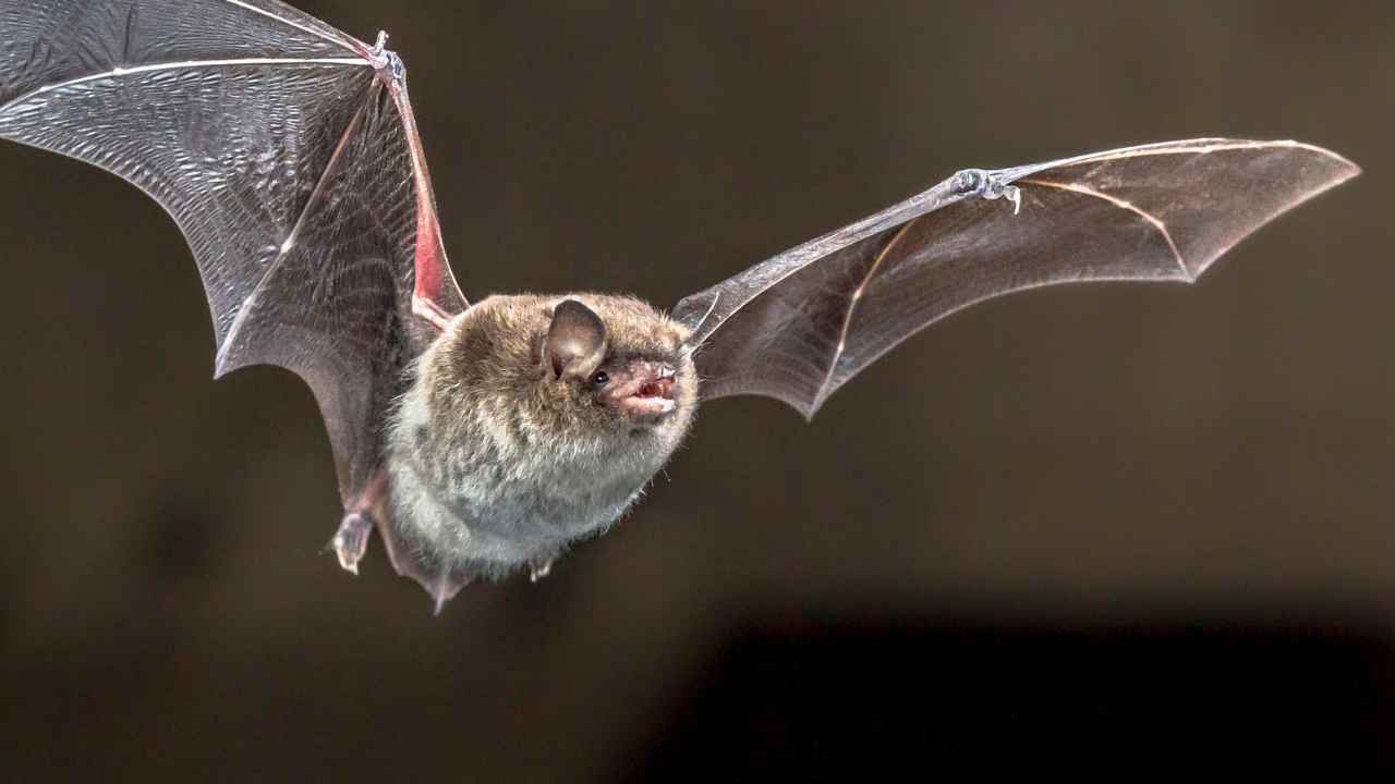 Progetto Noctule Count: si monitorano i pipistrelli nottola in Europa