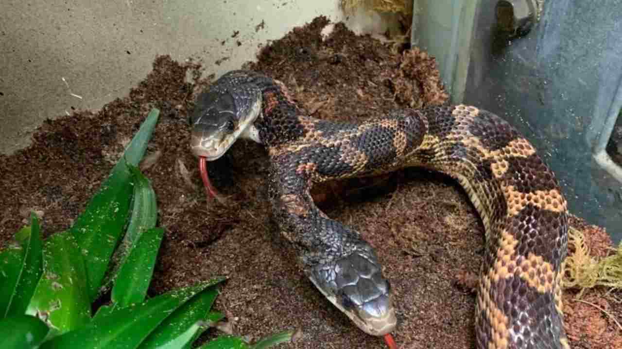 Raro serpente a due teste torna in cattività allo zoo: tra chi ne è ...