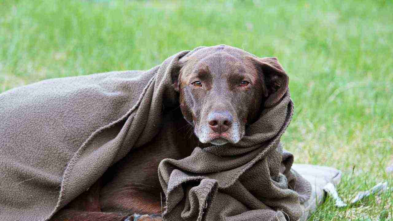 Arriva il freddo, anche gli animali ne soffrono: come farli restare al ...