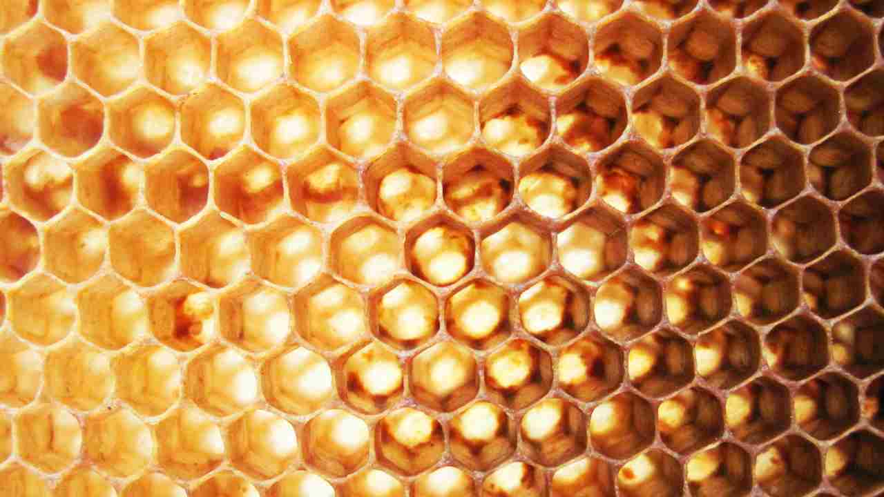 Come conservare il cibo con la cera d'api: proteggilo così