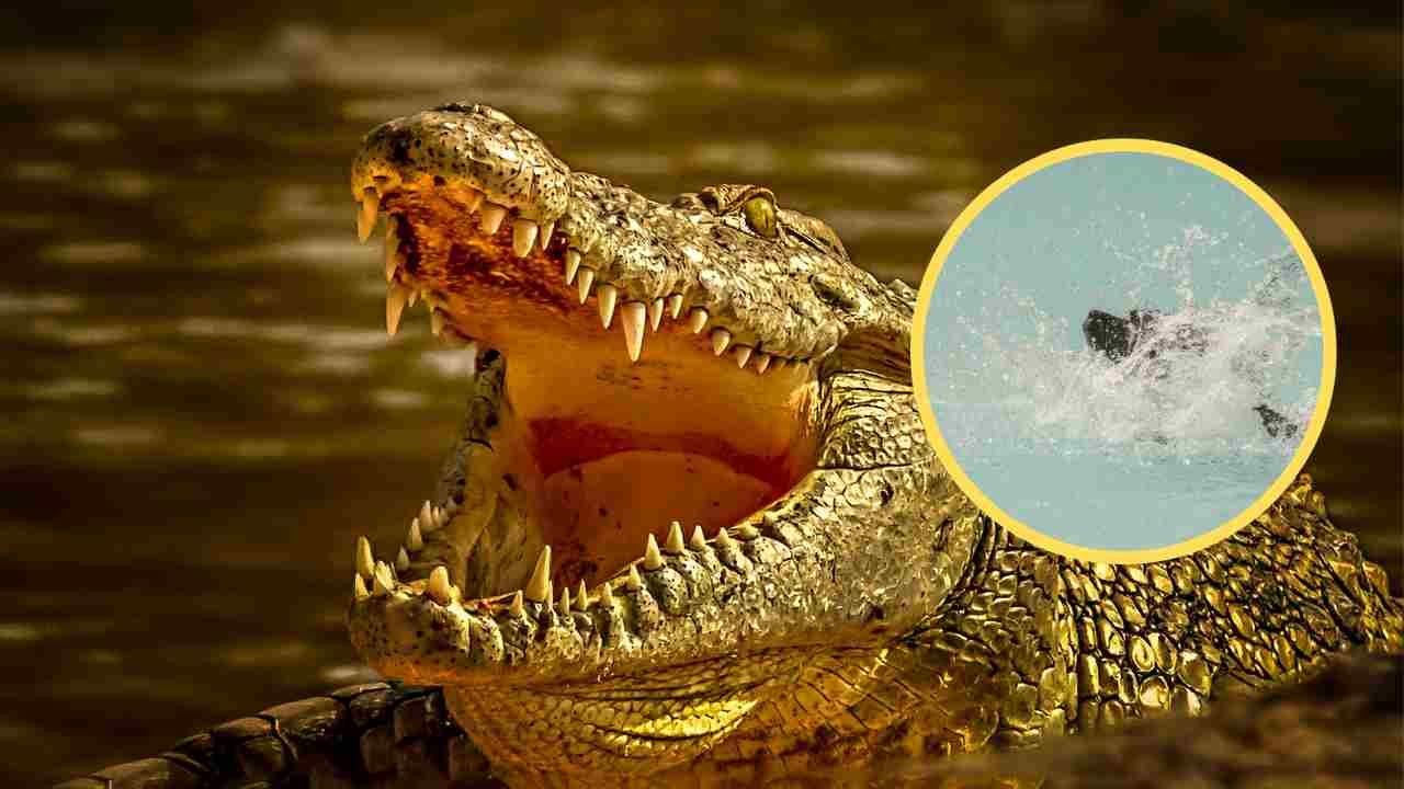 Coccodrilli salvano un cane nel fiume, il parere dei ricercatori ...