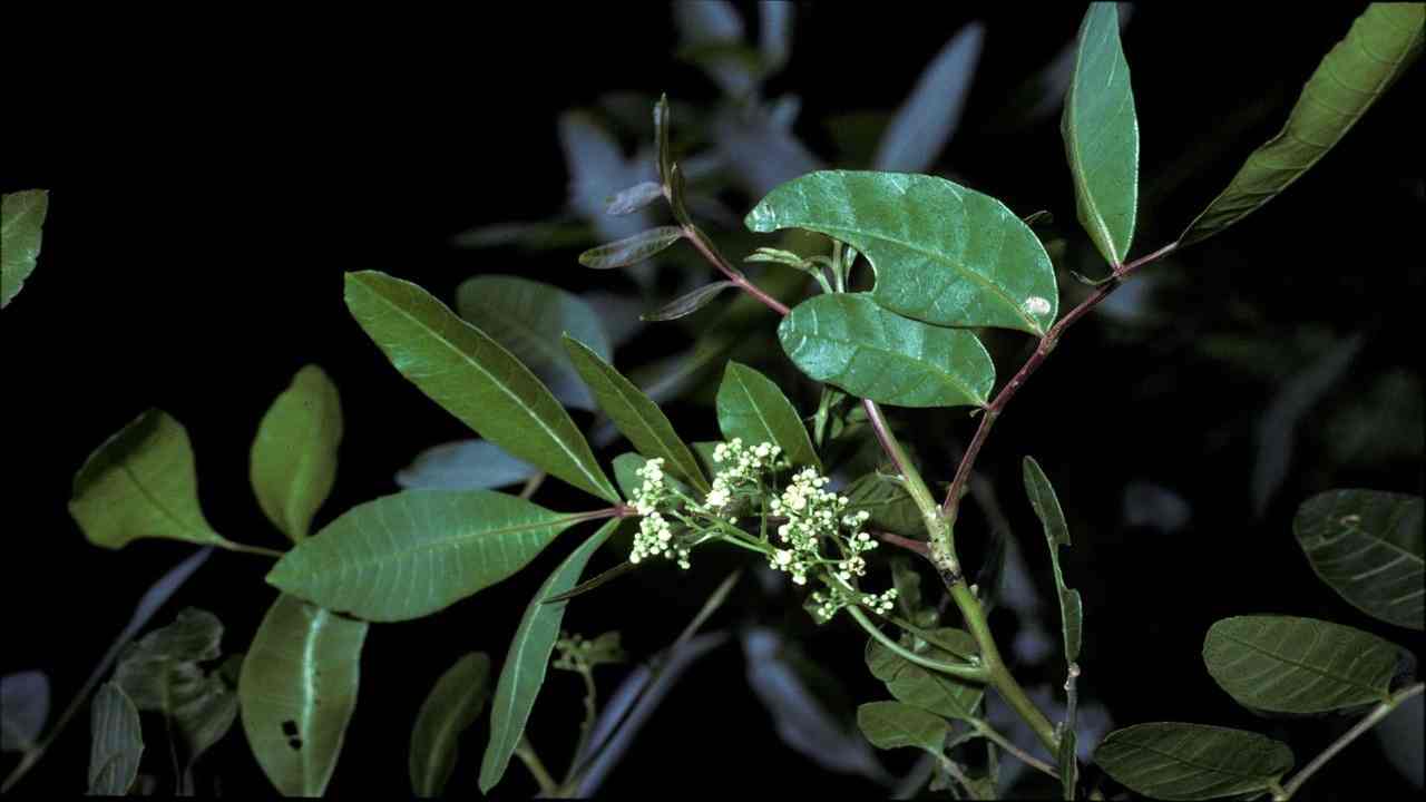 Pianta del pepe: le sue proprietà sono davvero molto preziose