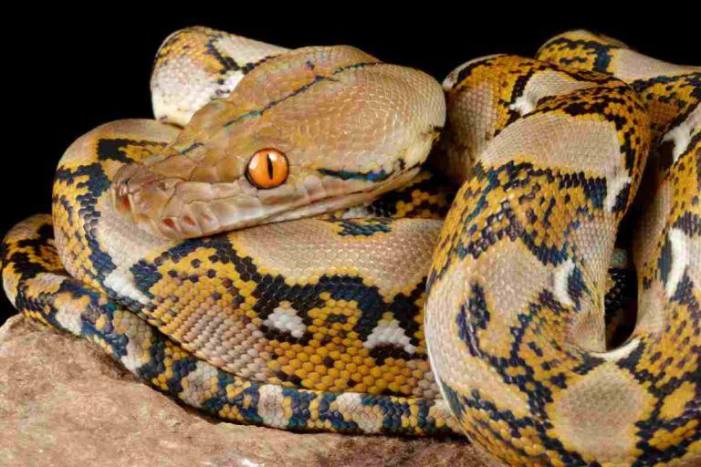 Pitone, storia e curiosità sul serpente più grande del mondo: il ...