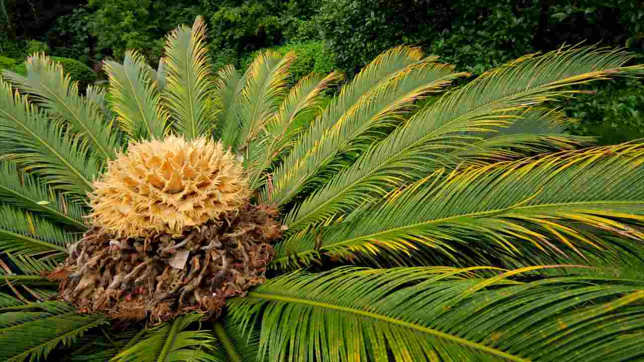 Foglie gialle delle cycas, niente paura: c'è il rimedio ed è naturale