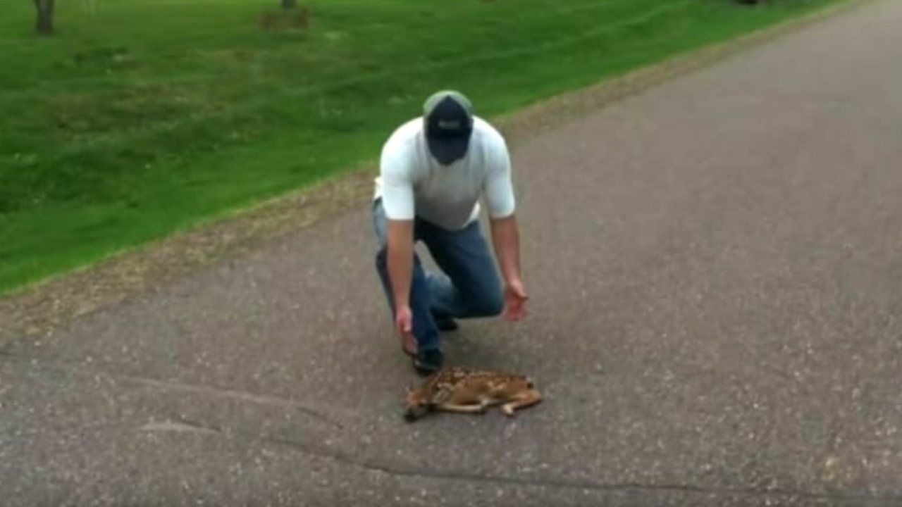 Frena immediatamente non appena lo vede sulla strada: povero piccolo