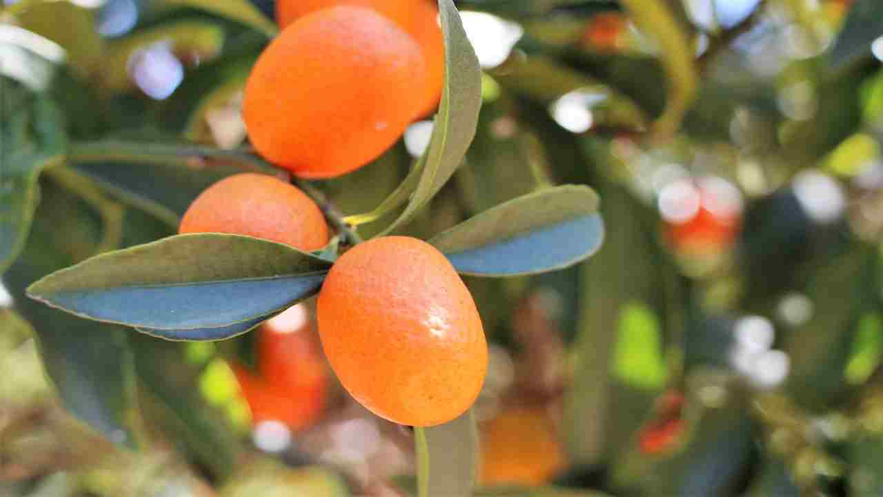 Chinotto, bibita o frutto: in Italia lo puoi trovare solo in poche regioni