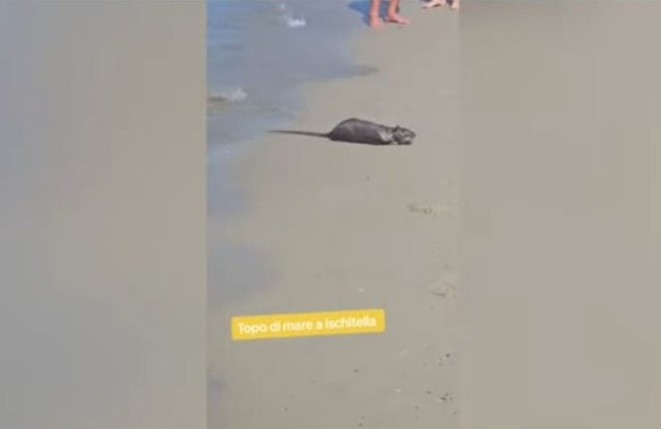 Ischitella, mentre sono al mare un topo "prende il sole" sulla spiaggia ...