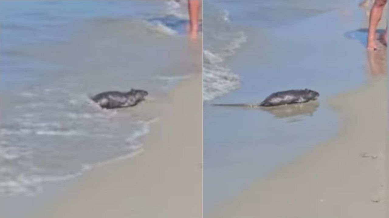 Ischitella, mentre sono al mare un topo "prende il sole" sulla spiaggia ...