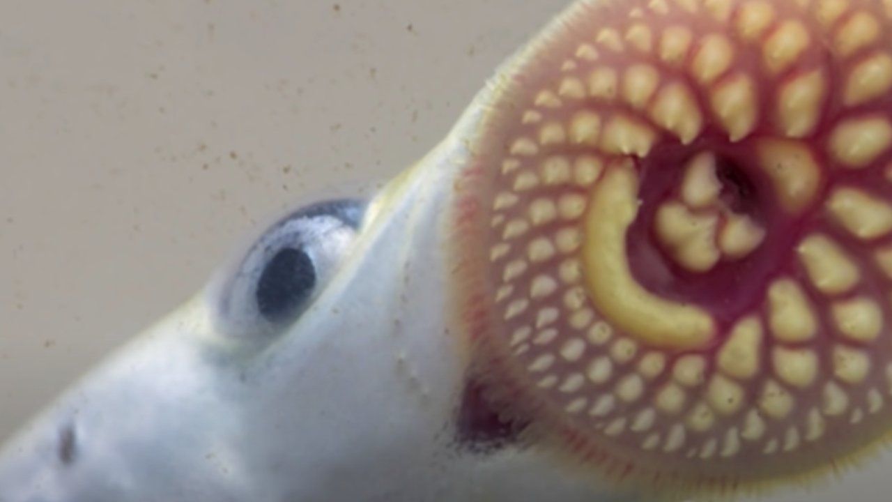 Vive nelle acque, e quando meno te lo aspetti si ciba del tuo sangue ...