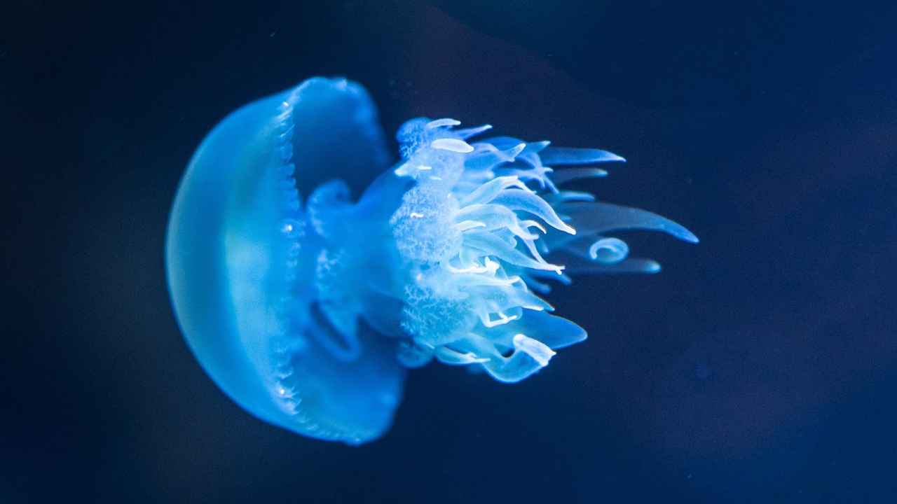 Animali celenterati, quali sono e cosa indica nello specifico il termine