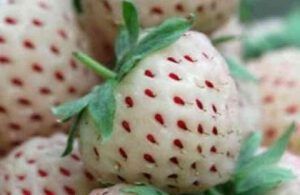 Il segreto delle fragole bianche: da dove arrivano e quanto costano