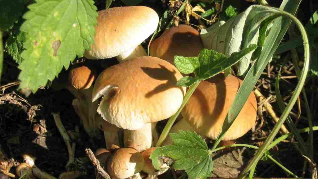 Funghi pioppini: a cosa fanno bene e come pulirli prima di cucinarli