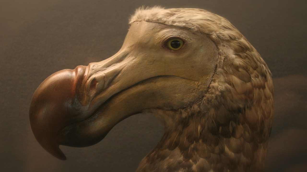Il Dodo, l'uccello estinto che la biotecnologia vuole riportare in vita