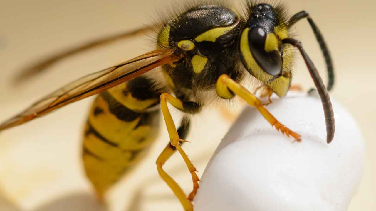 Vespe, importanti come le api e molto intelligenti: lo studio