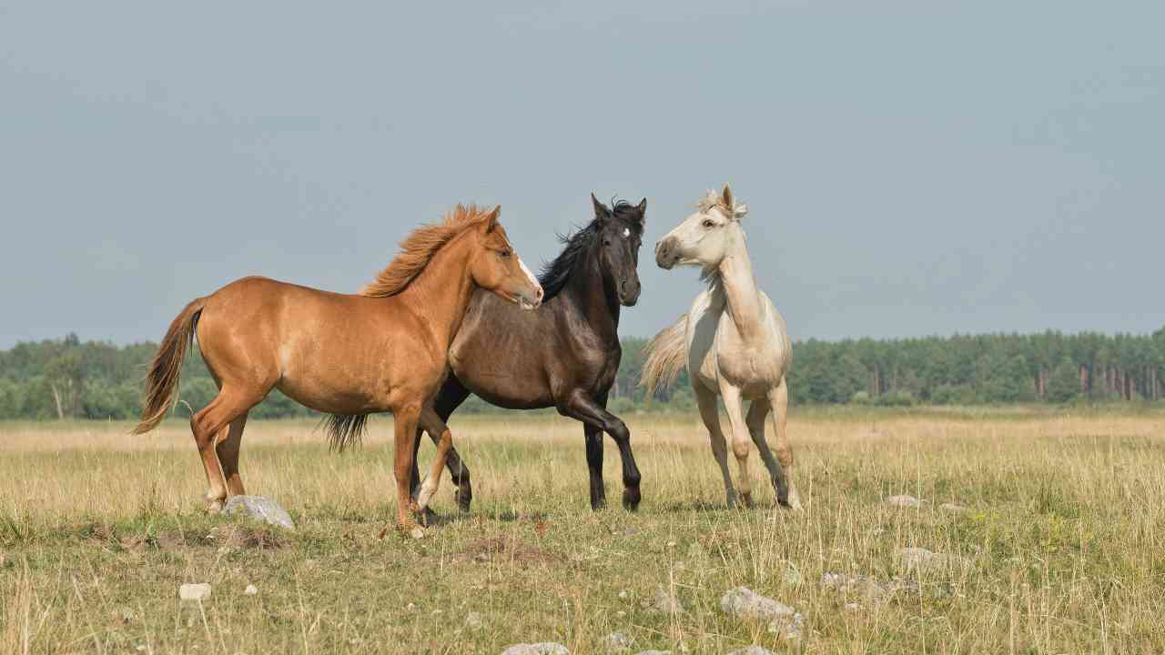 Cavallo, curiosità e caratteristiche del mammifero tanto vicino all ...