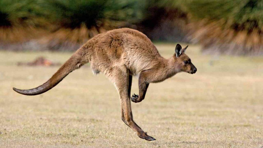 Canguro: caratteristiche e abitudini di questo simpatico marsupiale