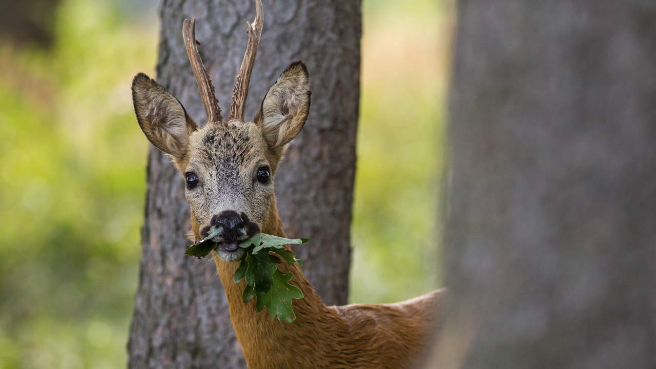 Capriolo, habitat e alimentazione di questo mammifero nostrano