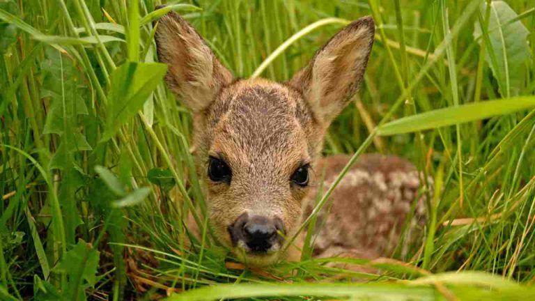 Capriolo, habitat e alimentazione di questo mammifero nostrano