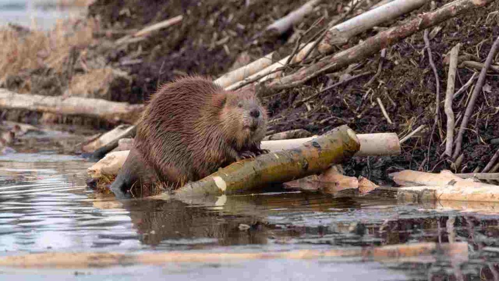 Castoro, tutte le curiosità sul simpatico roditore