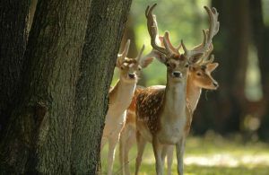 Cervo, caratteristiche e curiosità sul mammifero dai grandi palchi