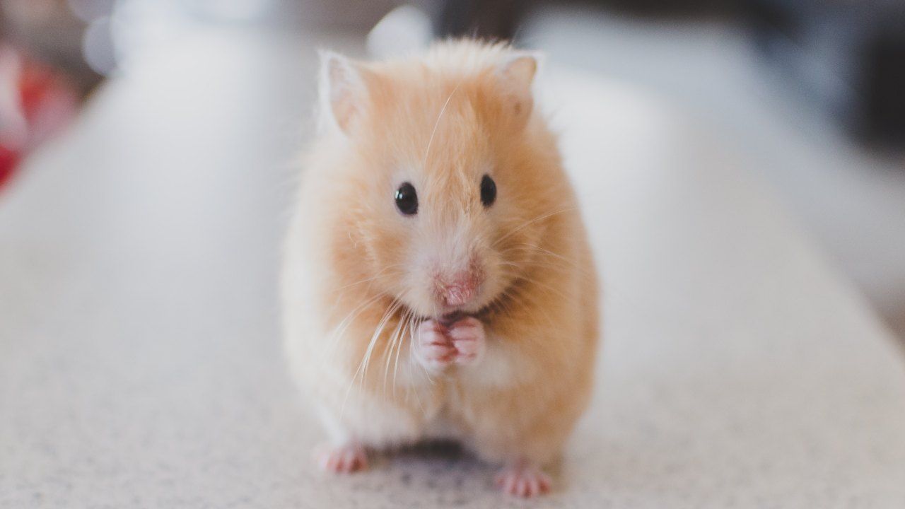 Criceto, tutto quello che c'è da sapere sul simpatico animale domestico