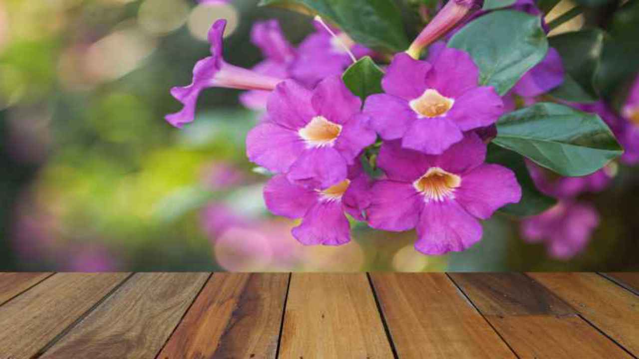 Bignonia, dove piantarla e quando fiorisce: i consigli per mantenere la ...