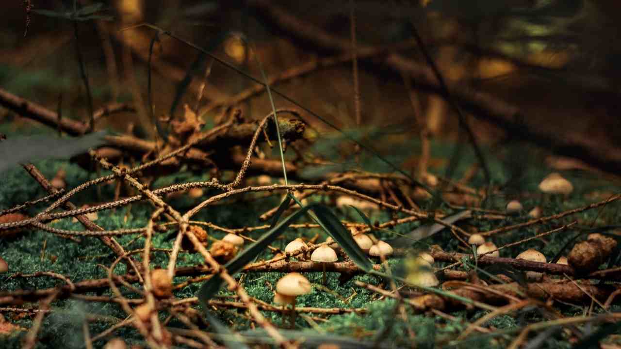 Lo rende uno "zombie": il fungo che ha la meglio su un ragno