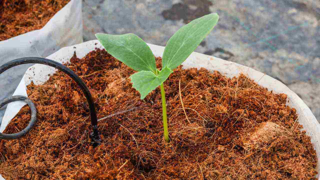 Torba per piante: cos'è, tutti i vantaggi ma anche cosa non sottovalutare