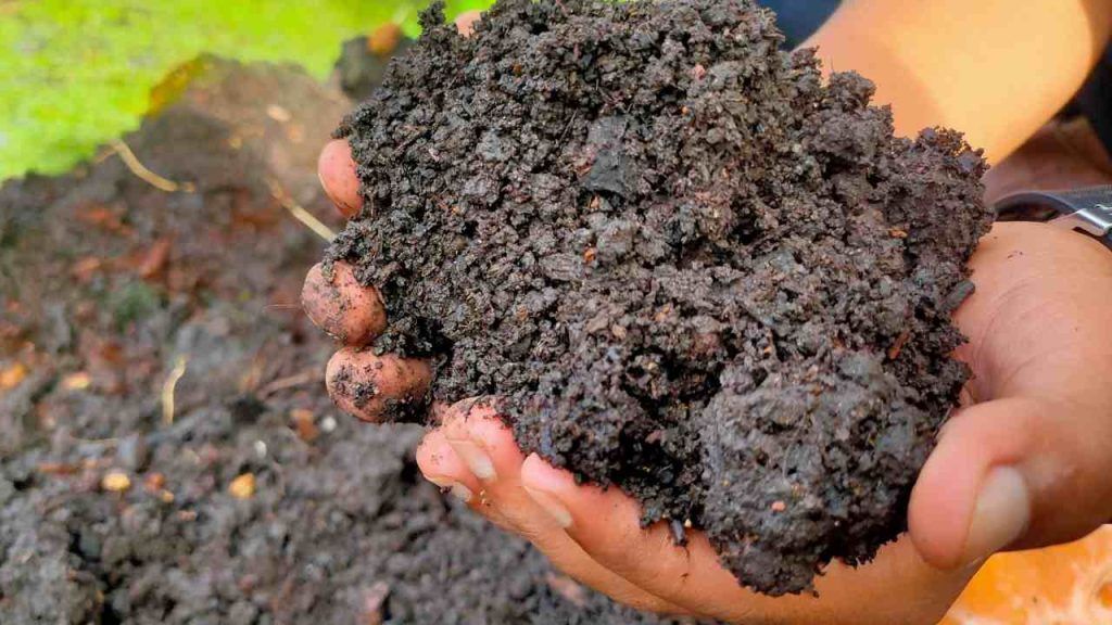 Torba per piante: cos'è, tutti i vantaggi ma anche cosa non sottovalutare