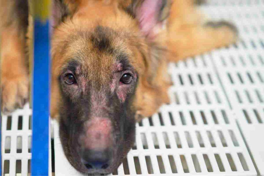 Dermatite del cane: cause e sintomi, come curarla in maniera efficace