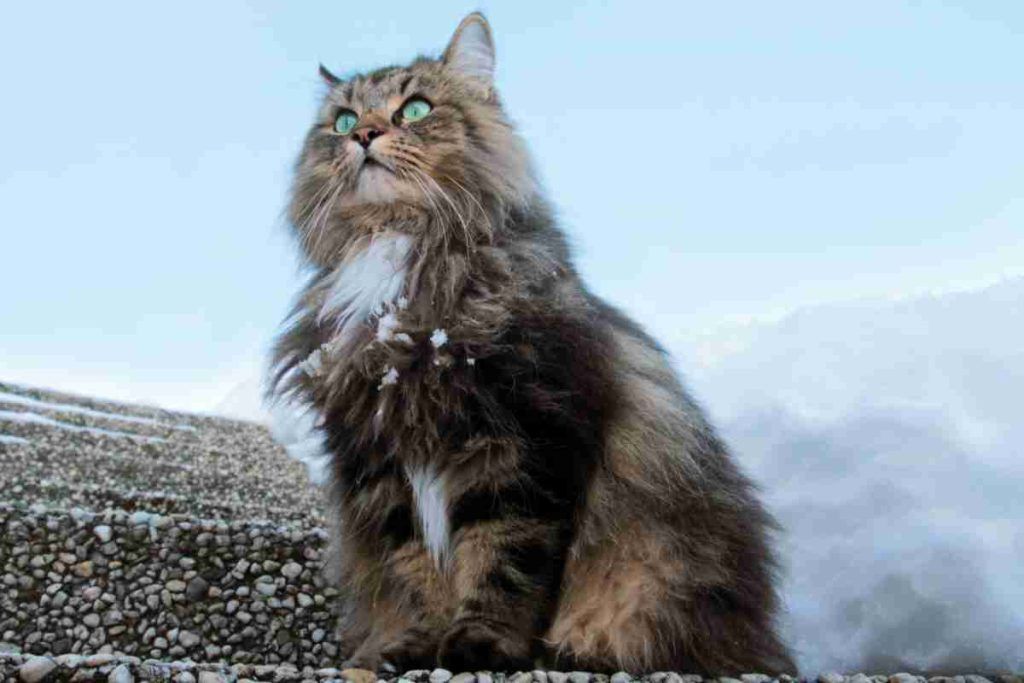 Gatto Norvegese: caratteristiche, personalità, salute, prezzo e tutte ...