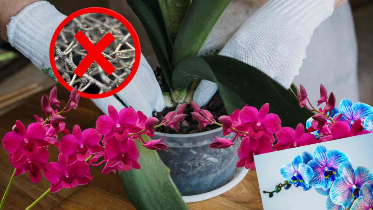 L'orchidea ha i rami secchi, come faccio per curarla?