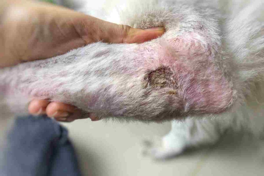 Dermatite del cane: cause e sintomi, come curarla in maniera efficace