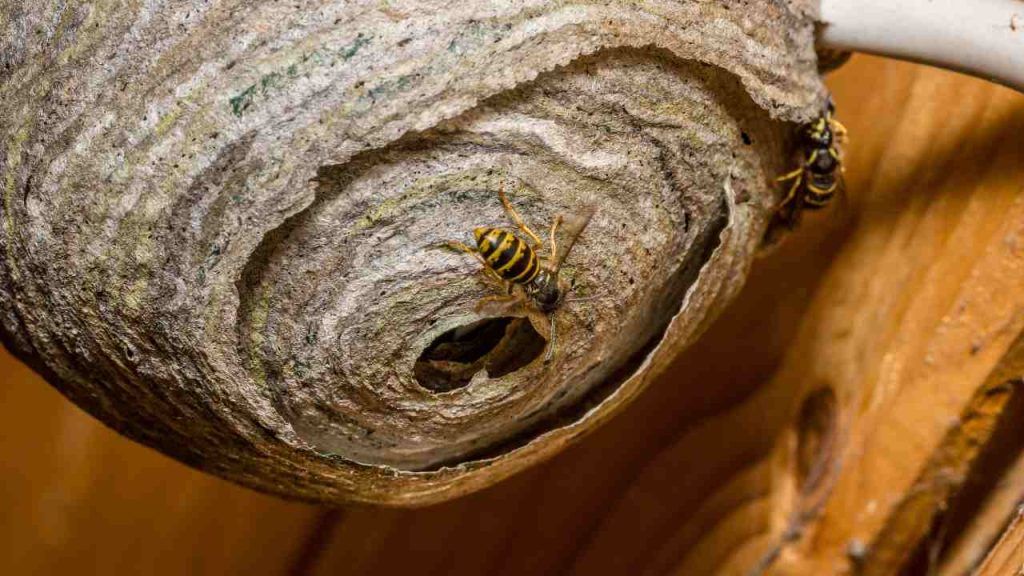 Nido di vespe: come puoi liberartene facile senza distruggerlo
