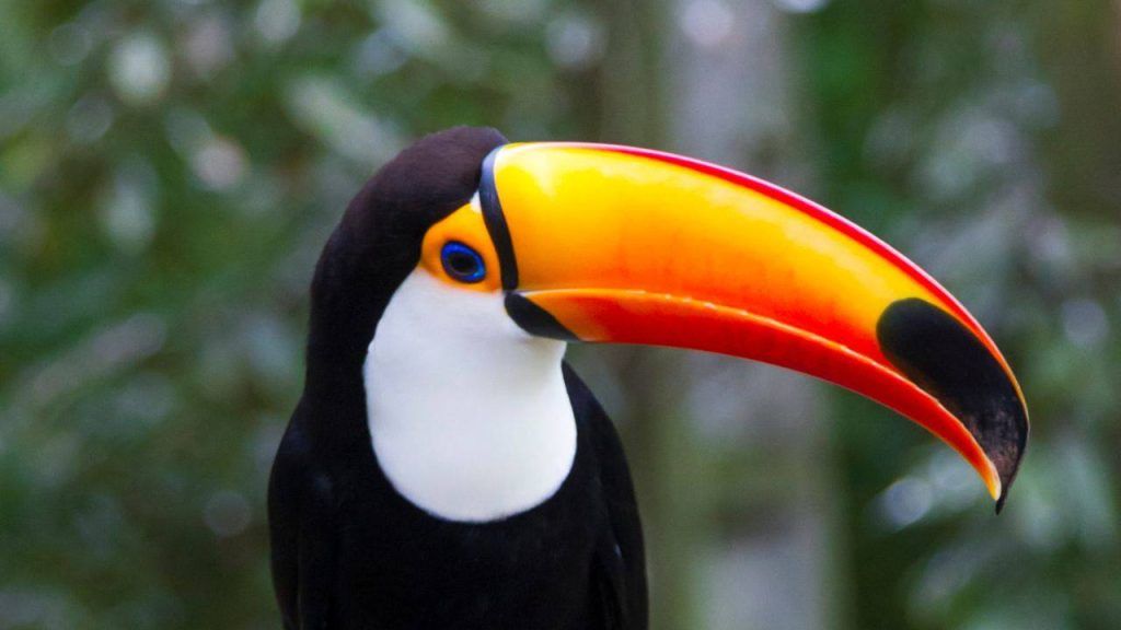 Colori degli animali, ti sei mai chiesto a cosa servano? Il perché dell ...