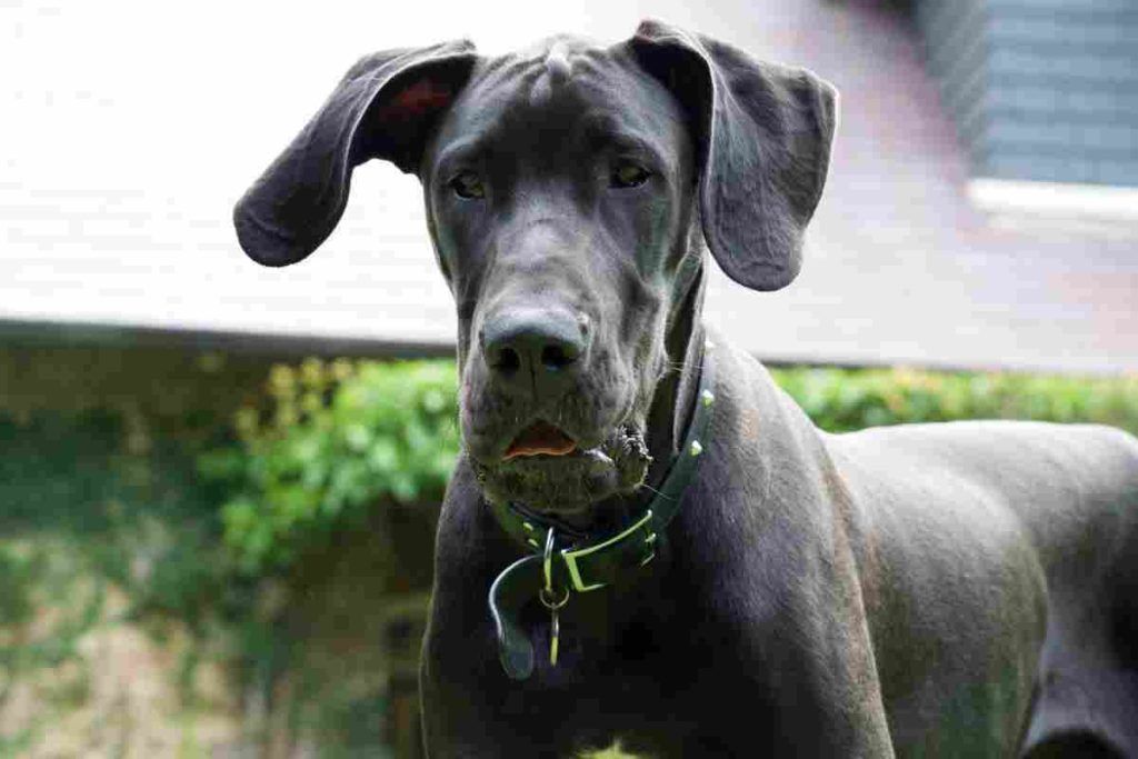 Le dieci razze di cane più grandi al mondo: ha vinto Zorba