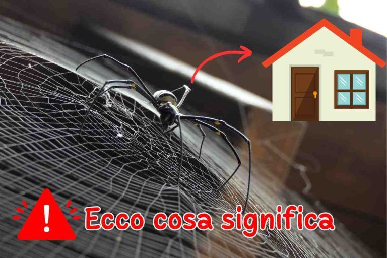 Cosa vuol dire trovare un ragno in casa? lo strano significato che non ...