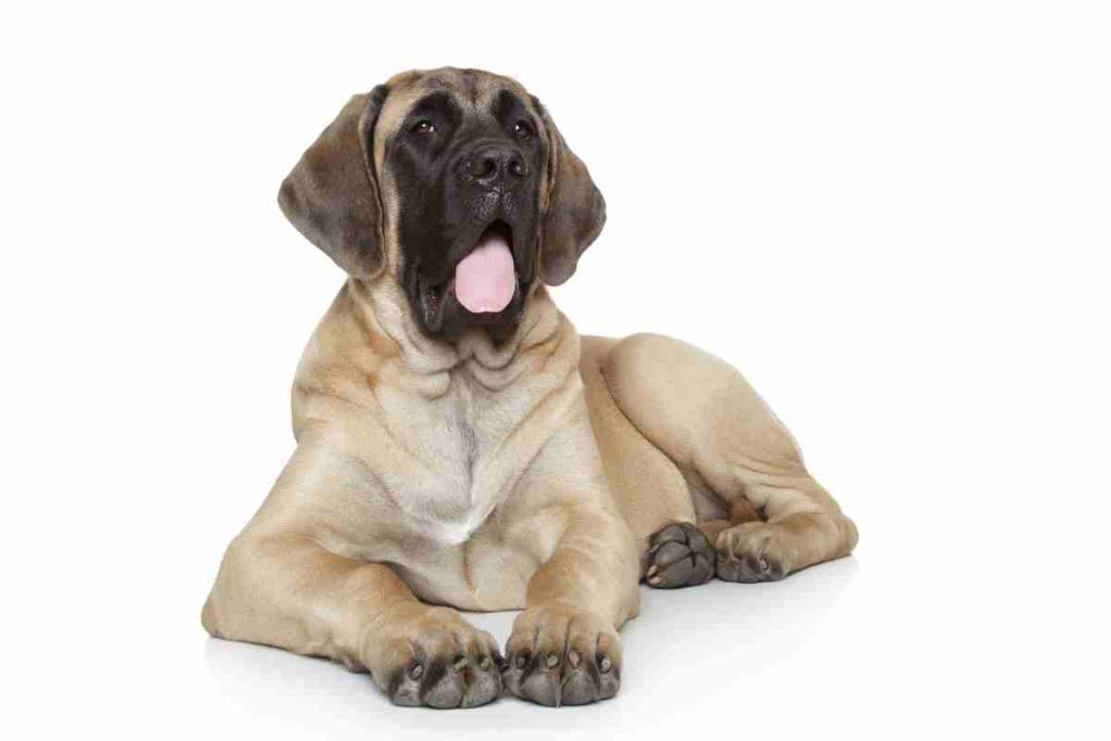 Le dieci razze di cane più grandi al mondo: ha vinto Zorba